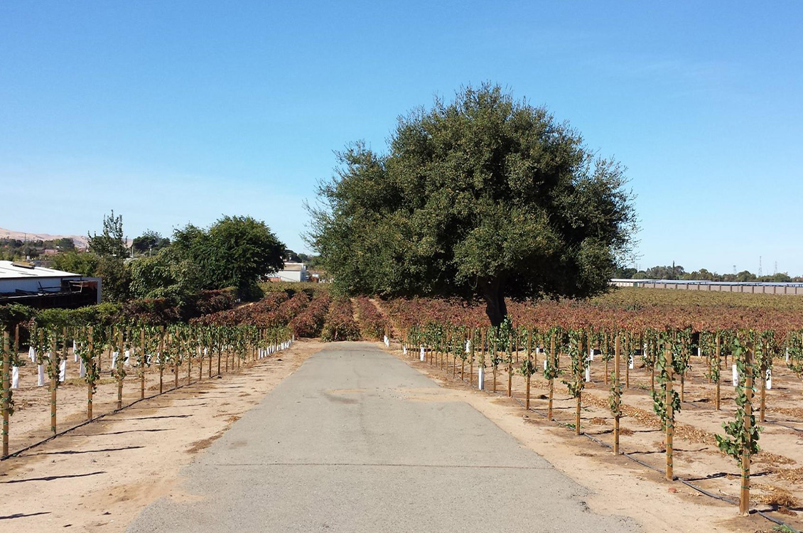 three vines vineyard