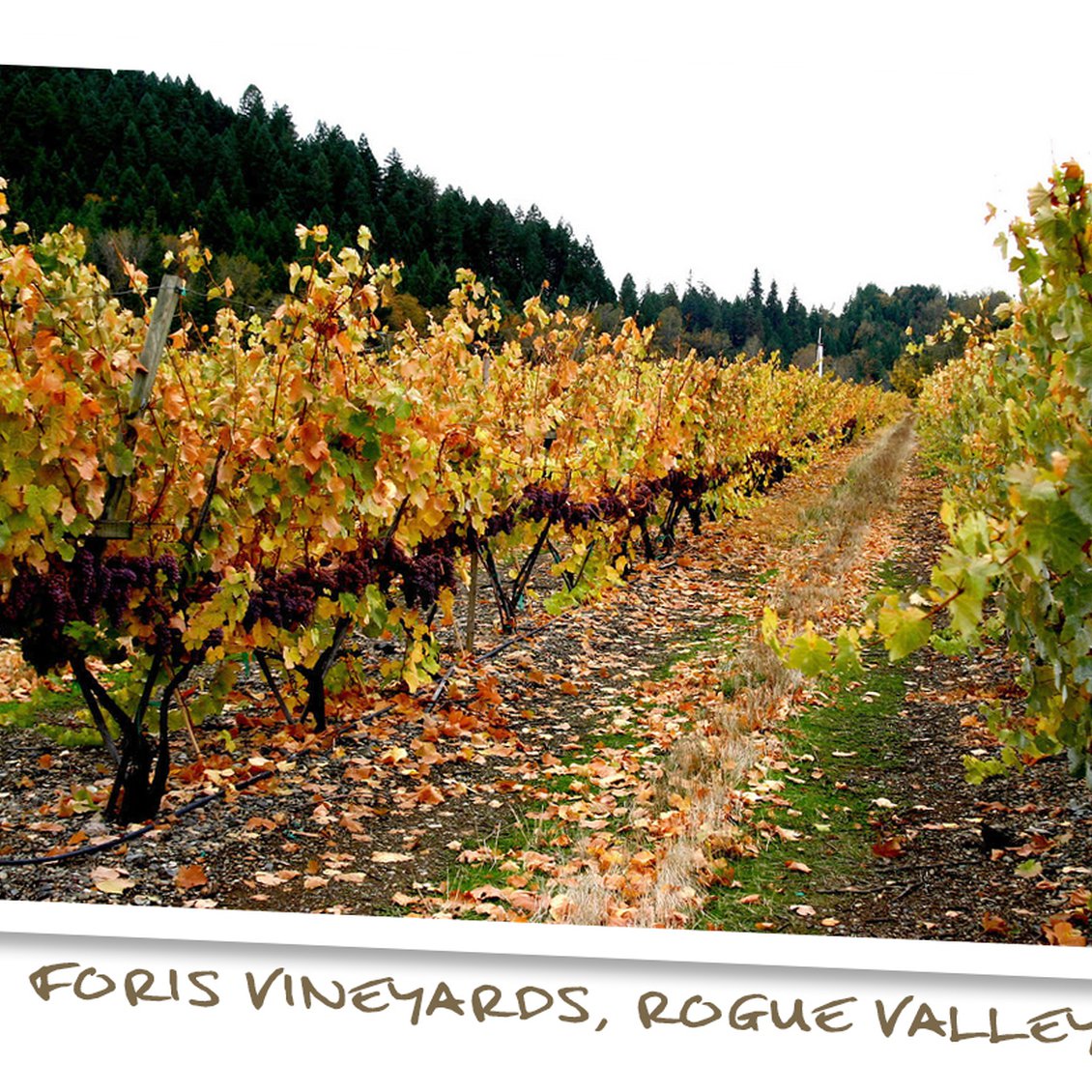 2014 Foris Vineyards Winery Pinot Noir Rogue Valley