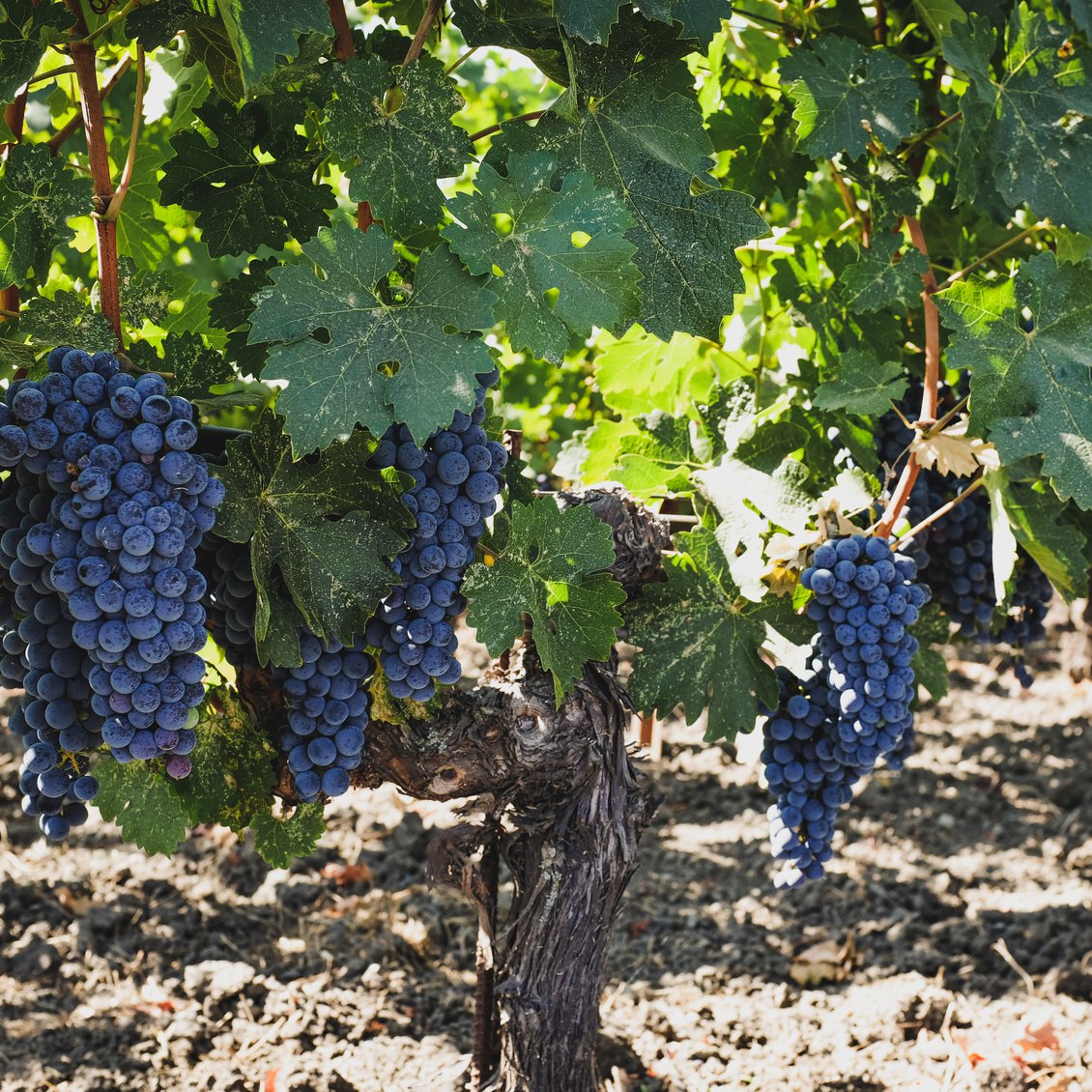 2014 Tensley Syrah Colson Canyon Vineyard Santa Barbara County